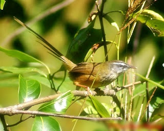 Mengenal Burung Ciblek - Kenariku