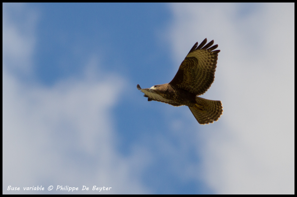 Comines Nature : Buse variable en vol ...