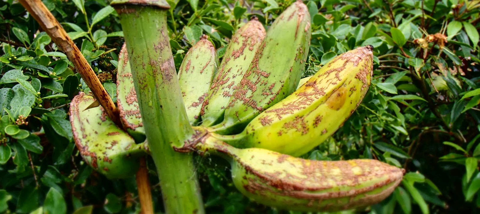 Bananas & More: September 2013