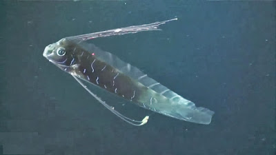 International Fishing News: VIDEO: oarfish, the strangest fish of the abyss