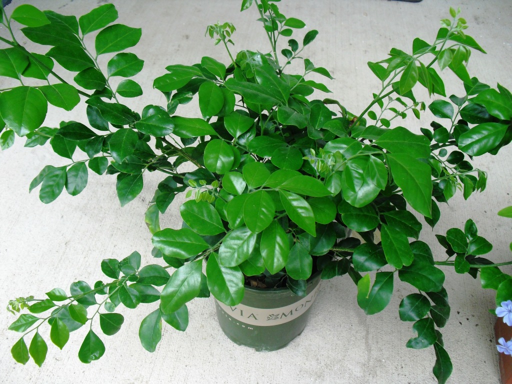 Life Among the Leaves: June 2011