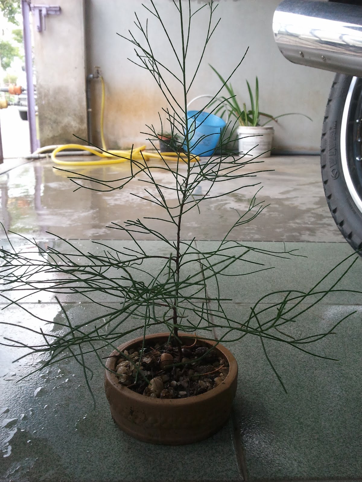 Yanashimi Bonsai: Step 1 : Casuarina @ Pokok Rhu