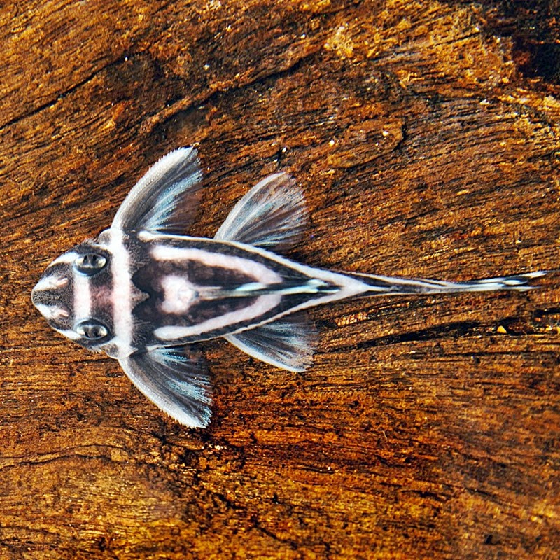 Ikan Zebra Pleco ~ Dunia Air