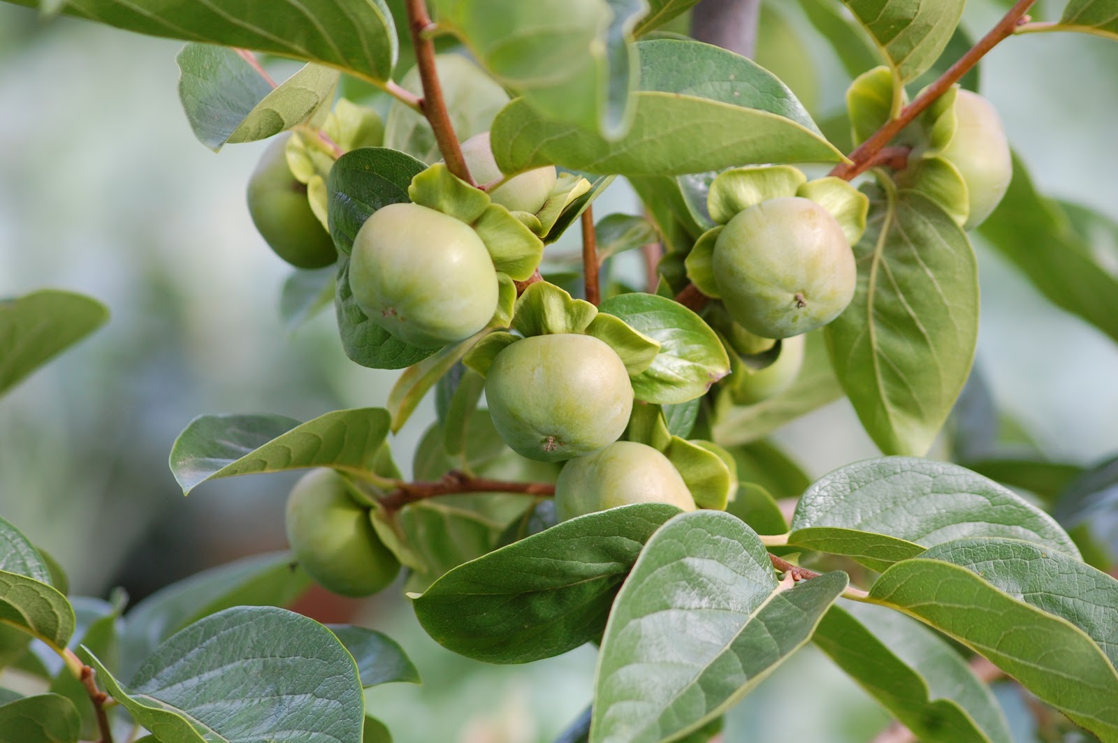 Plantas: Beleza e Diversidade: Árvores de fruto: Diospireiro (Diospyros ...