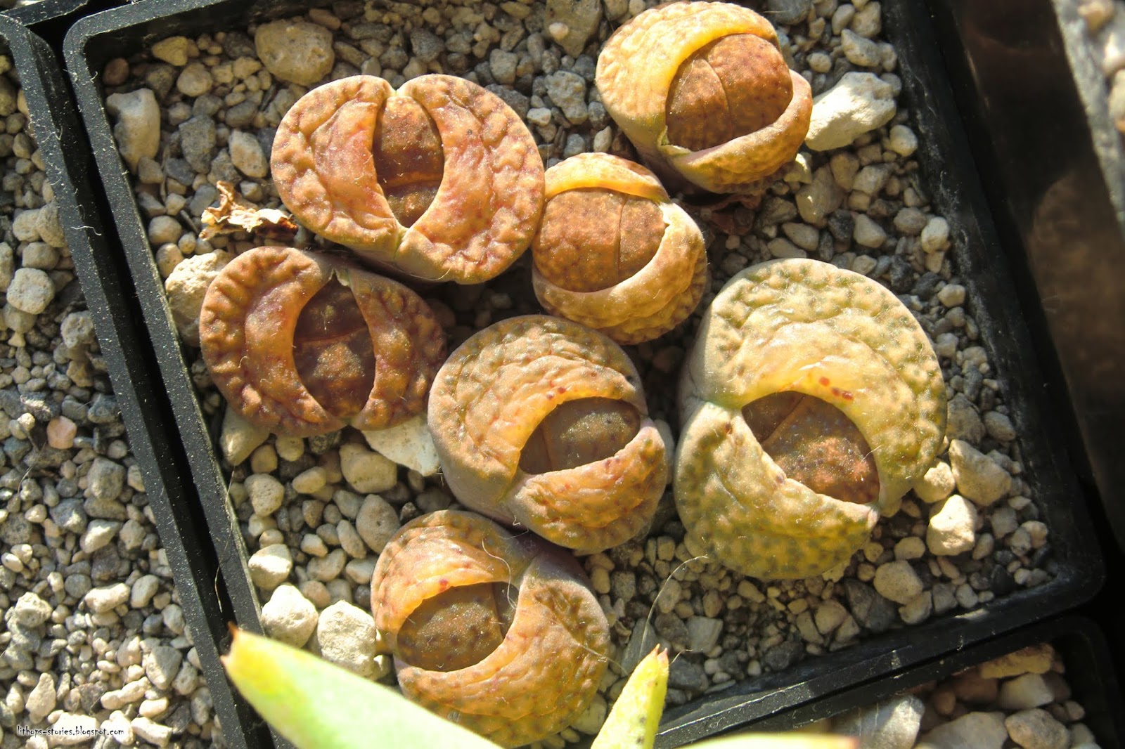 Lithops Stories: Lithops Cultivation Guide