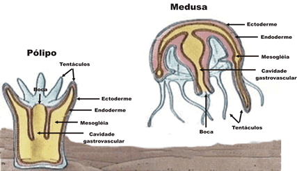 Ciências Biológicas: Os Celenterados