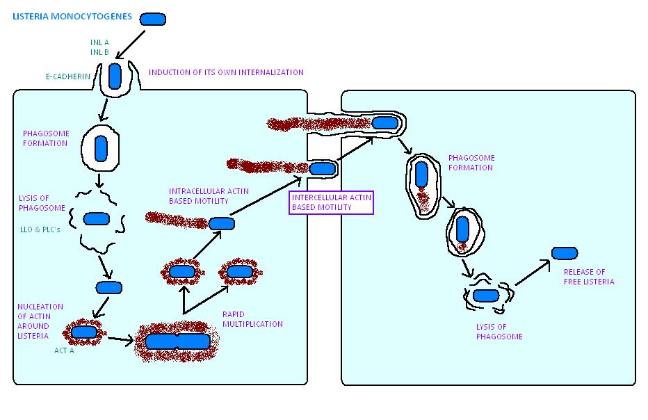 Medicine Unleashed!!!: LISTERIA