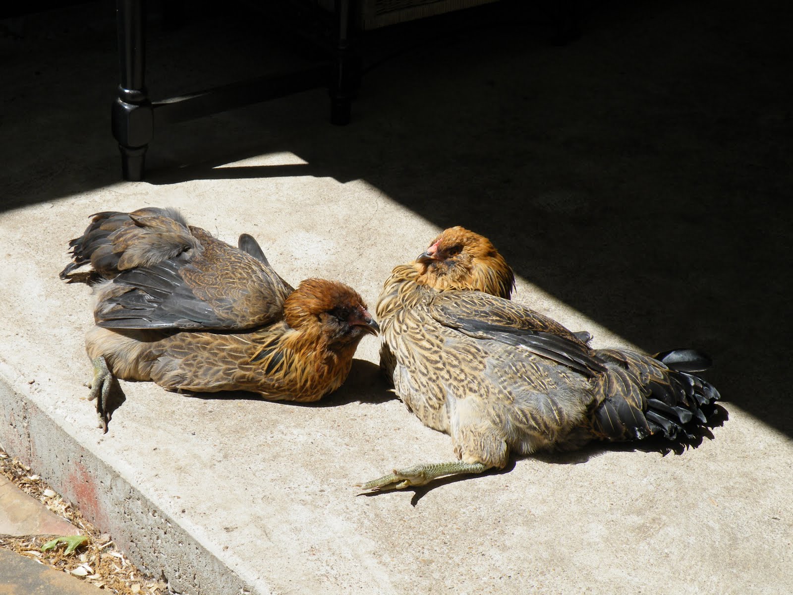 Woodbury World: Ruby and Opal Woodbury: Warrior Cuddle Chickens