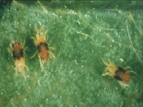 Araña roja (Tetranychus spp.)