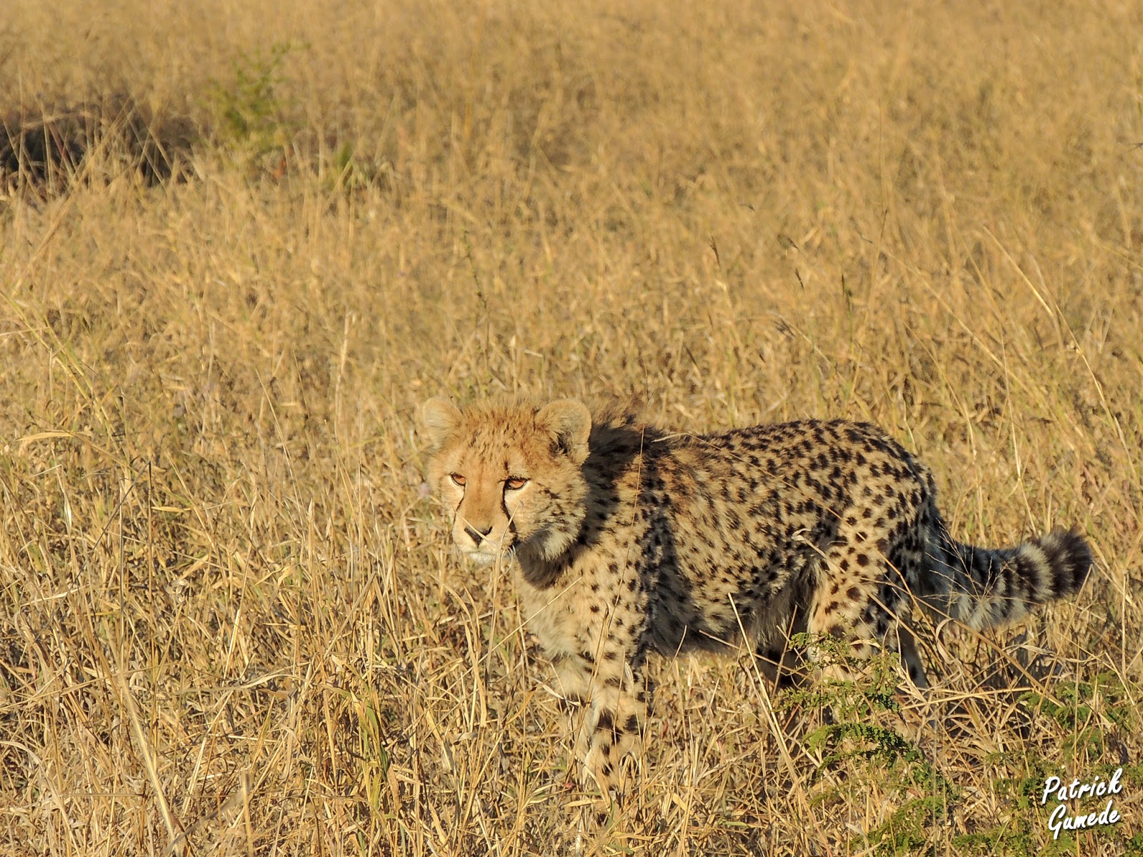 Tintswalo Ranger's Blog