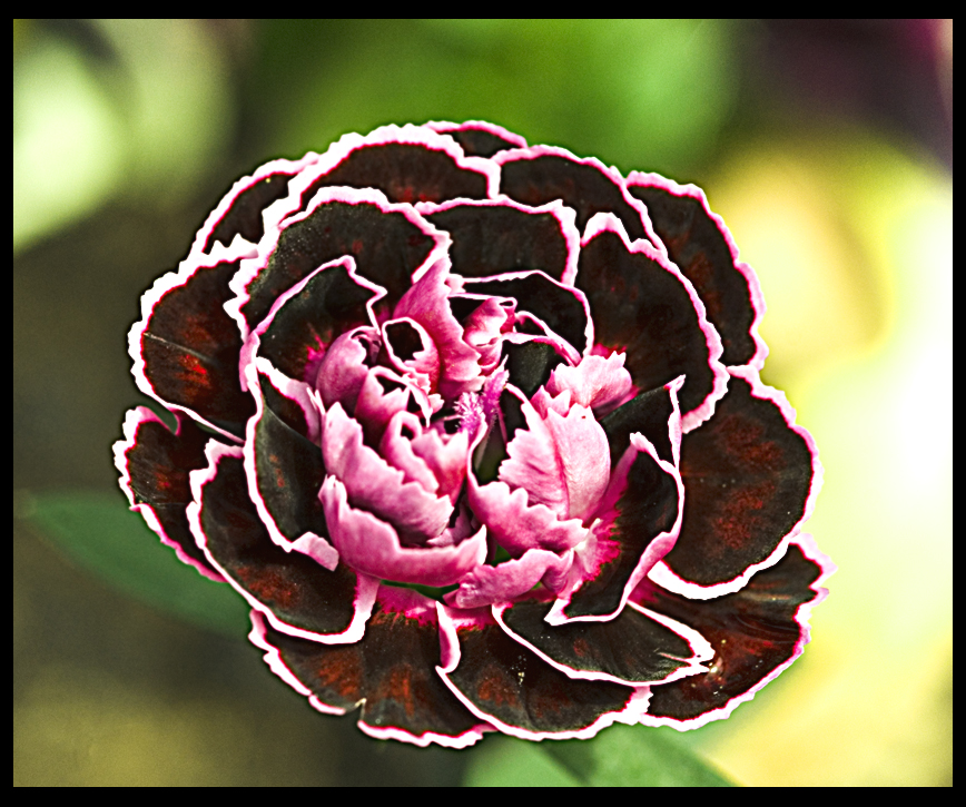 Tarım Siteniz: Karanfil