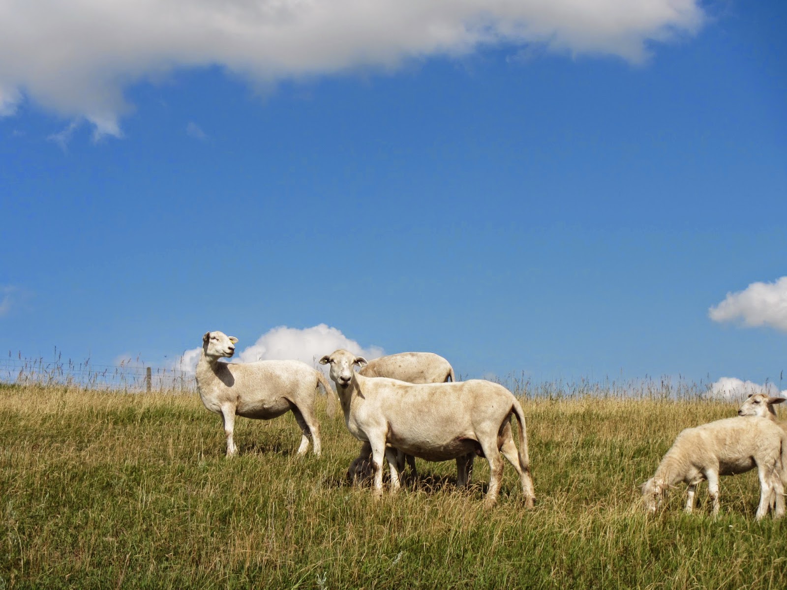AVERY's KATAHDIN SHEEP: More Consistency -Mature Ewes, Yearling Ewe ...