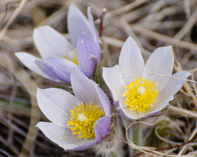 Prairie Wildflowers: Prairie Crocus: First blooms of spring