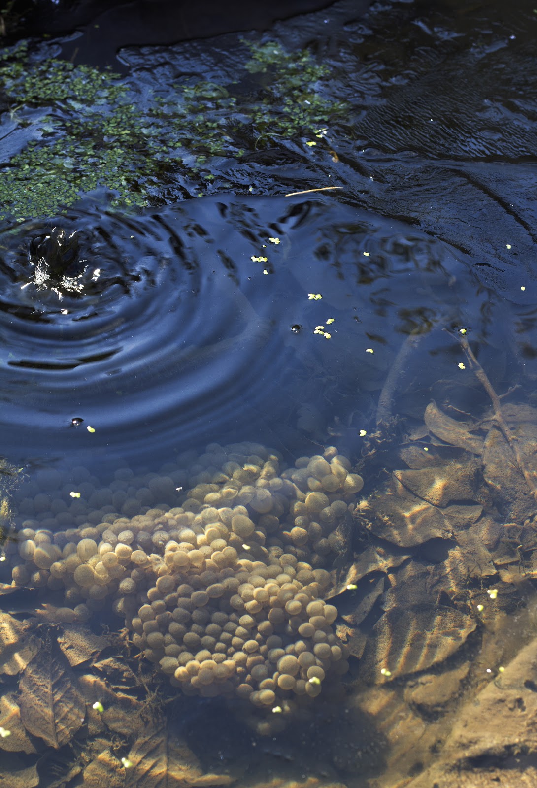 Alison Ashton's Blog