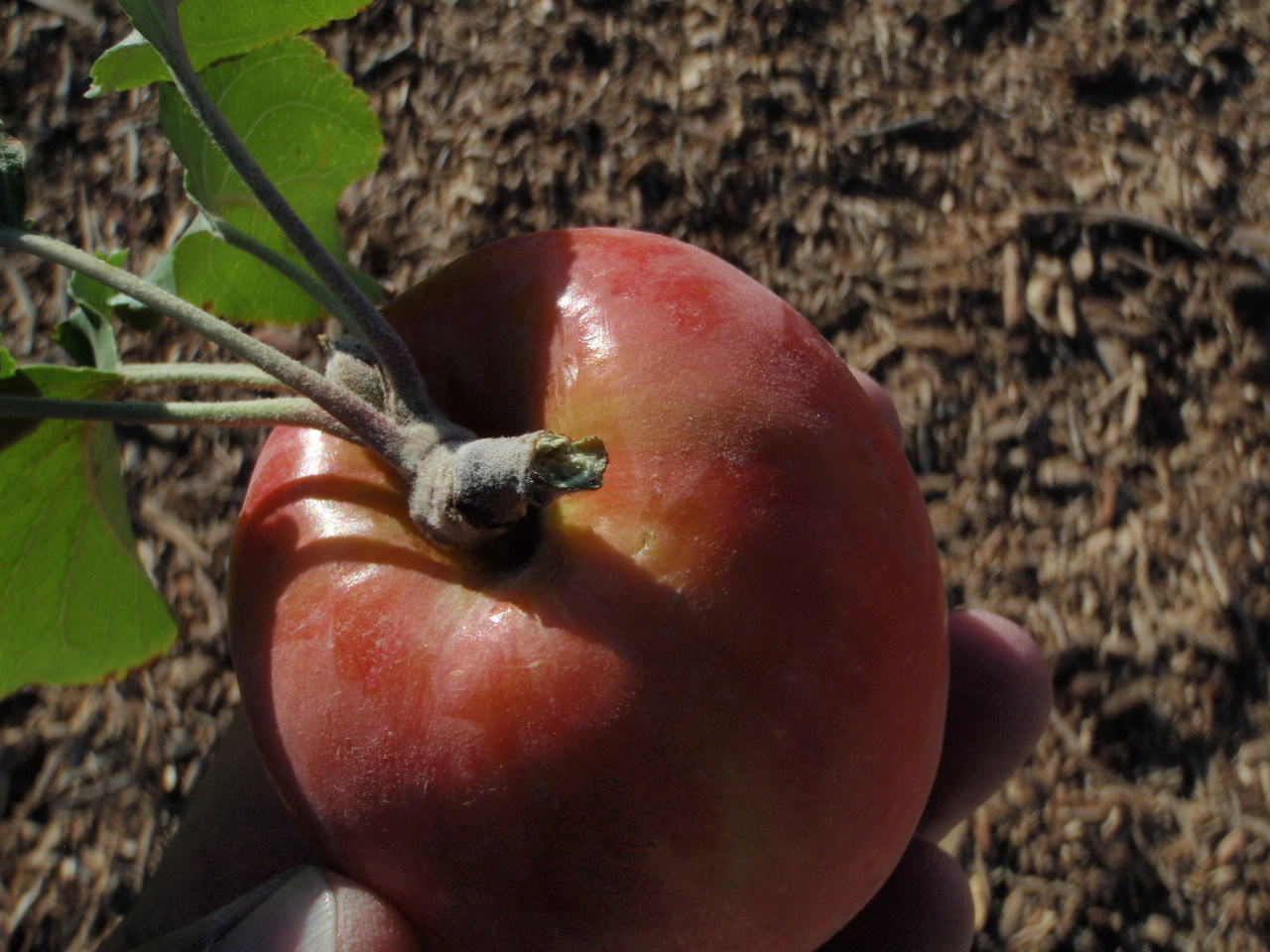Xtremehorticulture of the Desert: Pink Lady and Fuji Don't Need ...