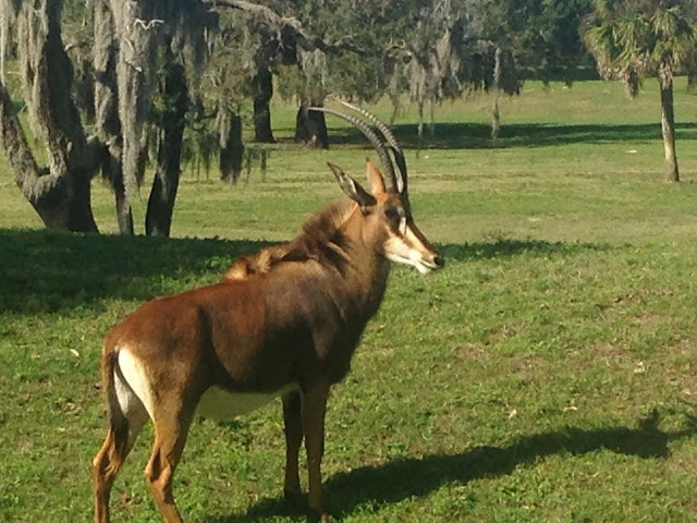 Amy's Creative Pursuits: Our Visit to Busch Gardens