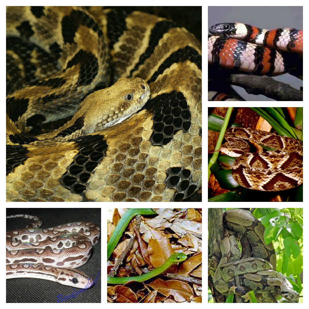 VENTO NORDESTE: A SURPREENDENTE E BELA FAUNA DA CAATINGA