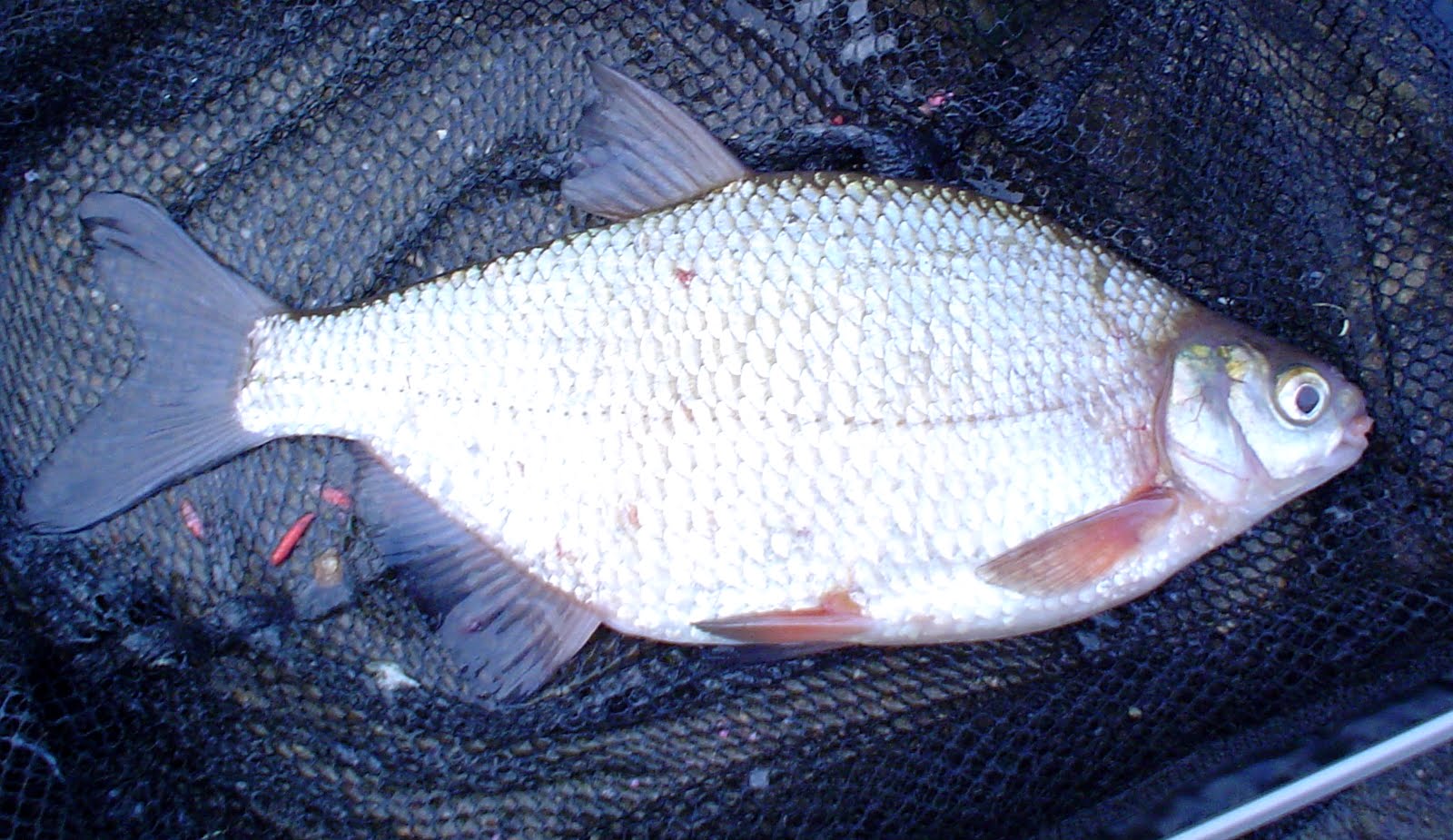 Warwickshire Avon.: A Big Silver Bream.