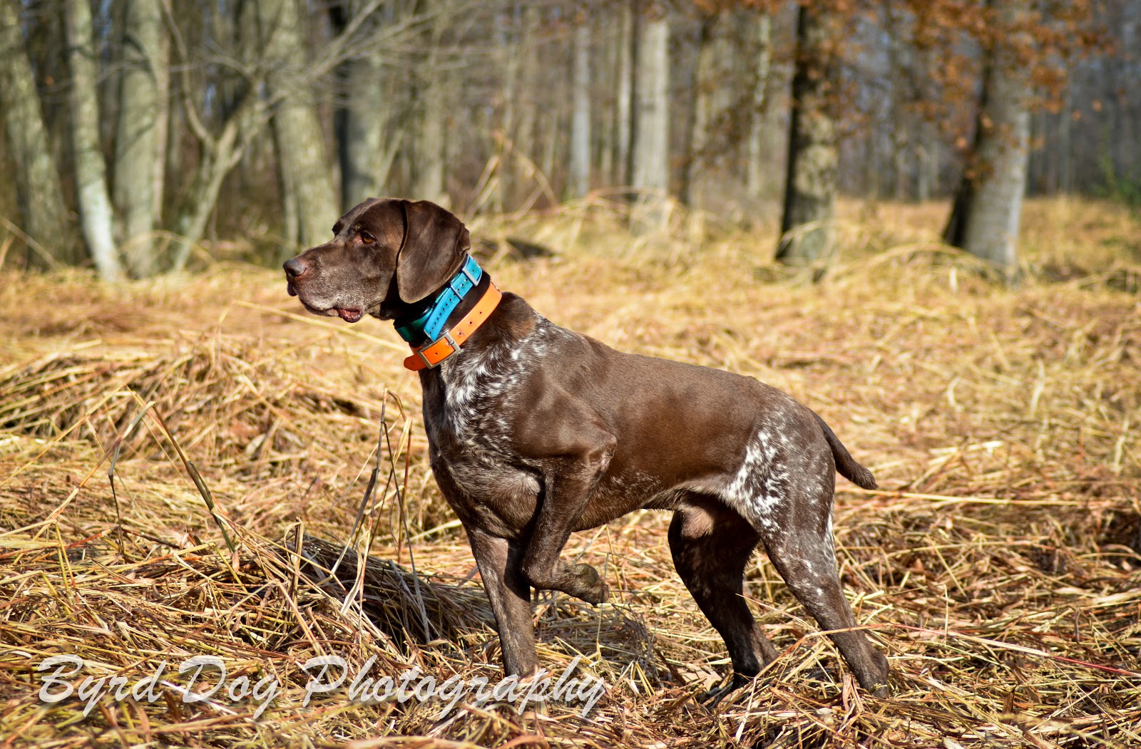 Adventures of a GSP Hunting Dog: On the Hunt for Everything