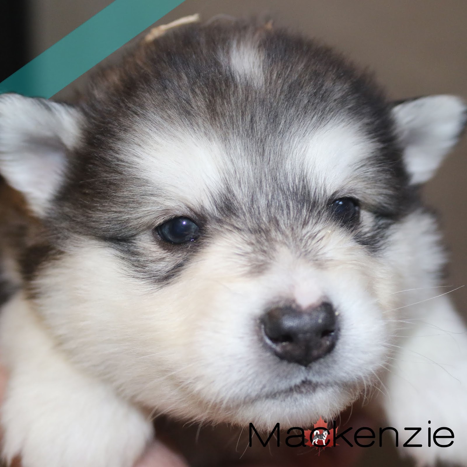 Almost 5 weeks old ~ Aariah Malamutes