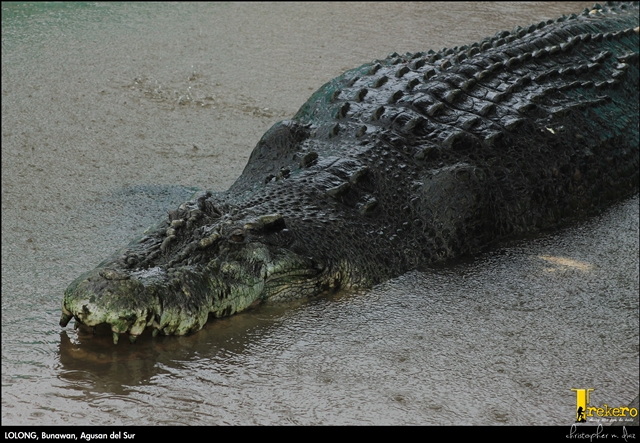 TREKERO: LOLONG: HOW AN ENORMOUS REPTILE GOT ITS NAME