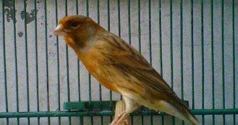 Inspirasi 55+ Jenis Kenari Menurut Warna