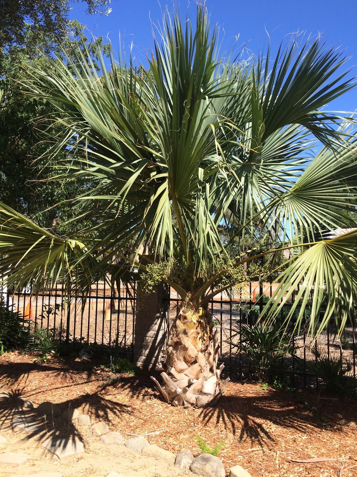 P12 Sabal bermudana (Bibby tree)