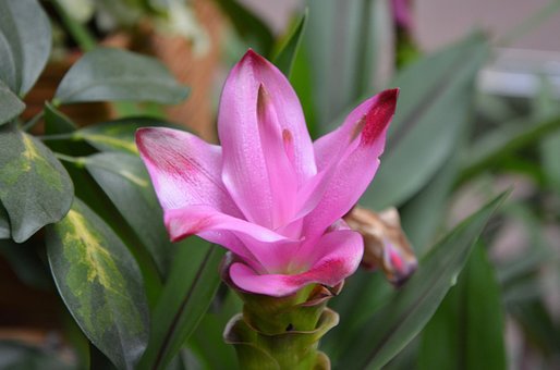 TERAPIE NATURALI - IL PREZIOSO AIUTO DELLA CURCUMA. | RiccaMente