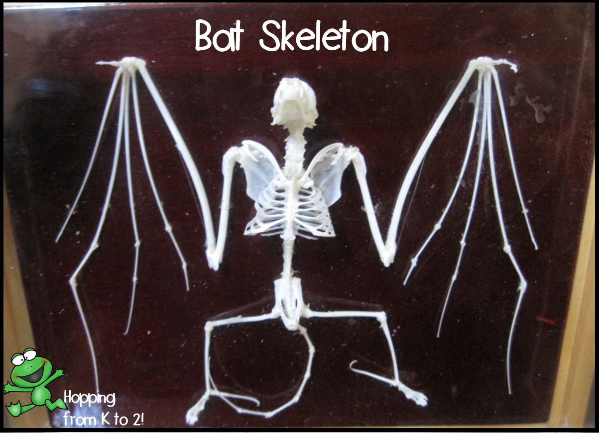 Hopping from K to 2!: TPT Giveaway and October Ideas!