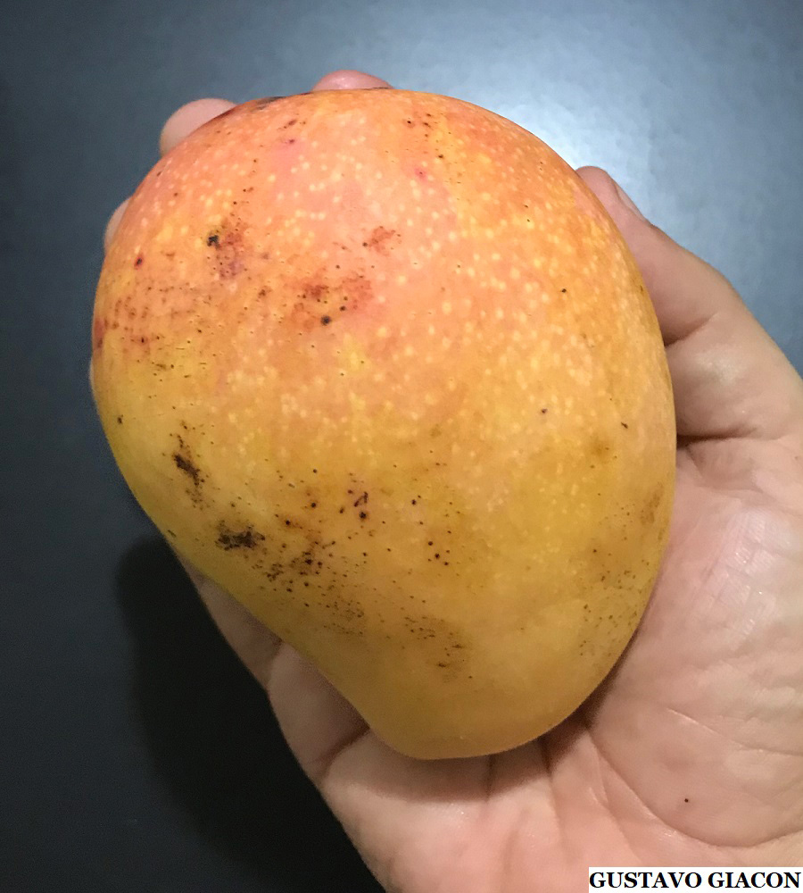 Viveiro Ciprest - Plantas Nativas e Exóticas: Manga Rosa da Bahia ...