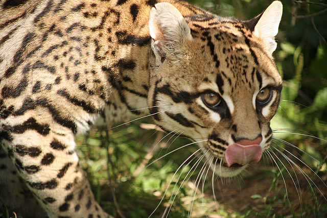 The Ocelot – Really Back From the Brink? | The Ark In Space