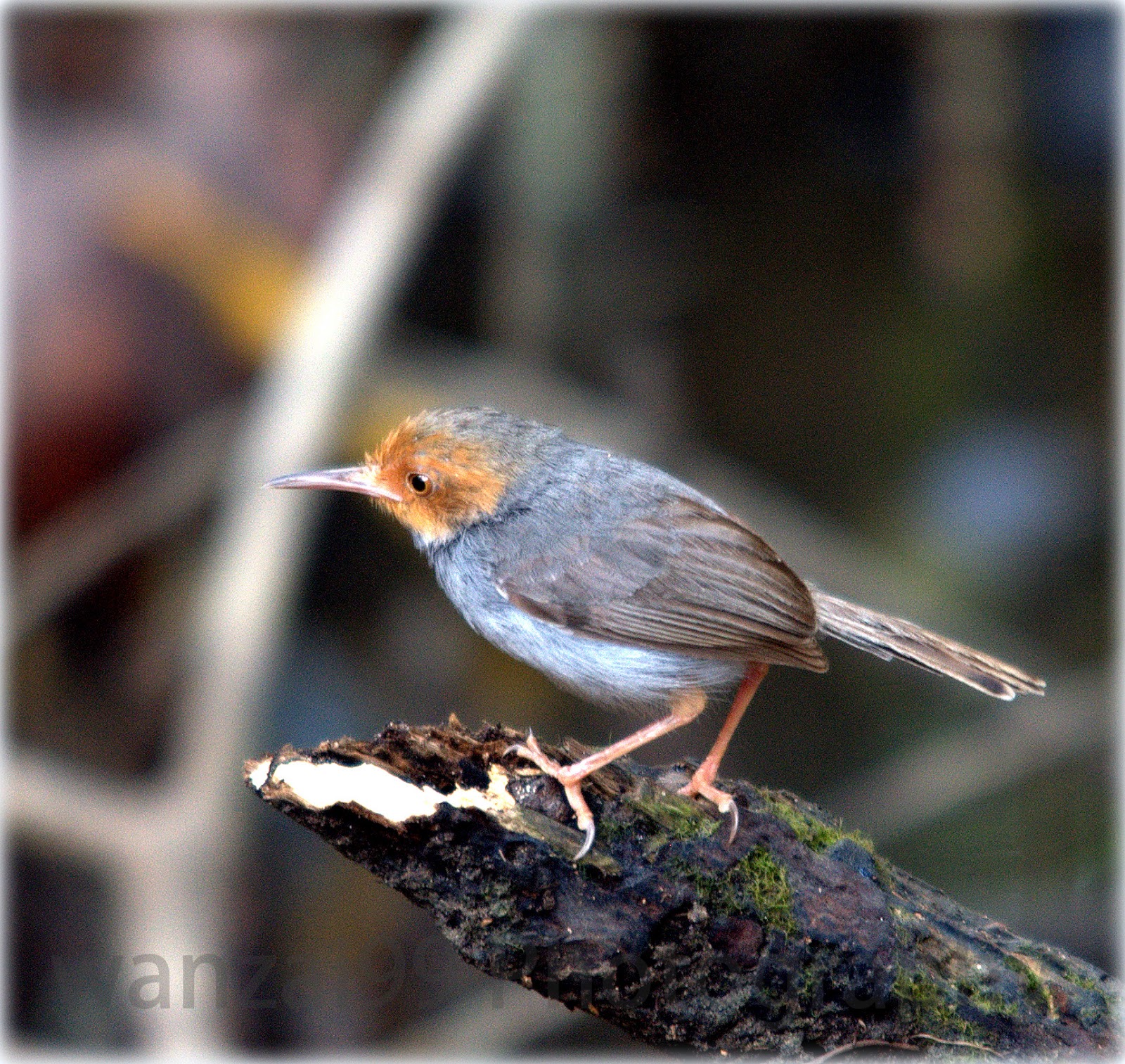 wanzai99 PHOTOGRAPHY: Burung Perenjak Bukit