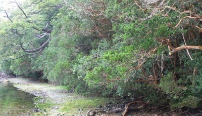 Bosques Patagónicos - Parques Nacionales | Turismo en Argentina