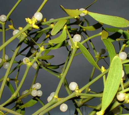 top tips mistletoe-stylefitnesszone | stylefitnesszone