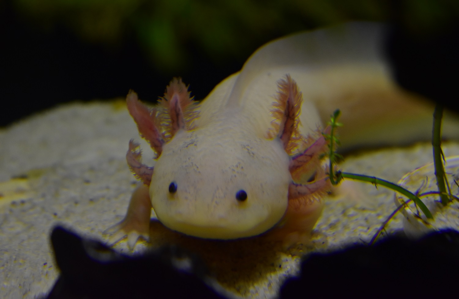 ZOOTOGRAFIANDO (6.100 ANIMALS): AJOLOTE / AXOLOTL (Ambystoma mexicanum)
