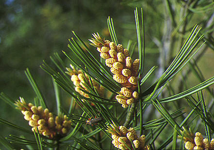 CIENCIAS BIOLOGICAS: Características Generales de las Gimnospermas