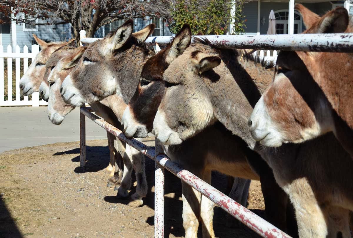 The 7MSN Ranch: The last supper