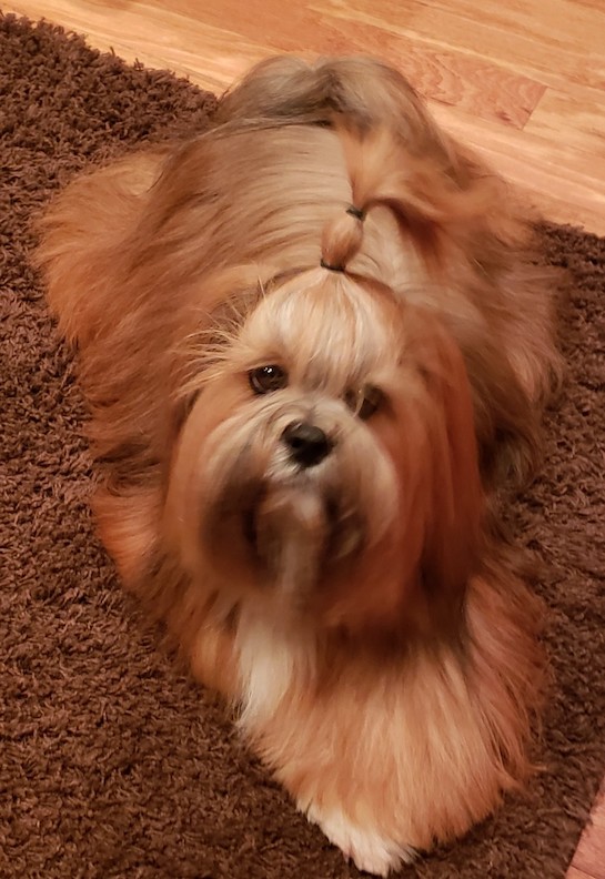 Lhasa Apso Blog: 2019
