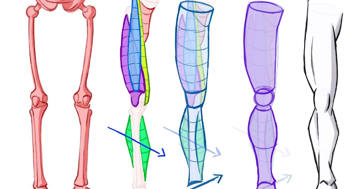 Learning drawing principles: legs