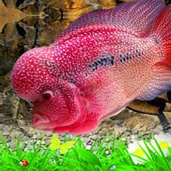 Super red dragon | Louhan Specialist