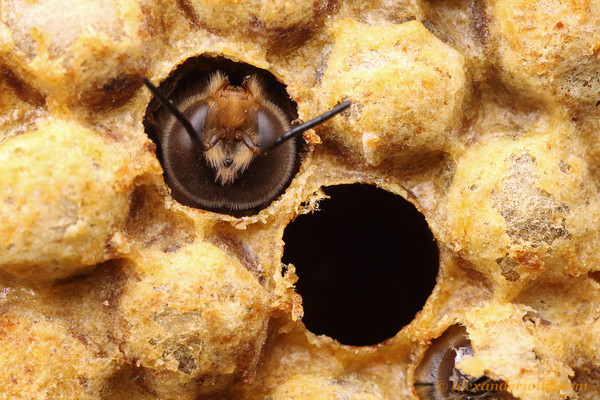 Corona Apicultores: LOS ZANGANOS