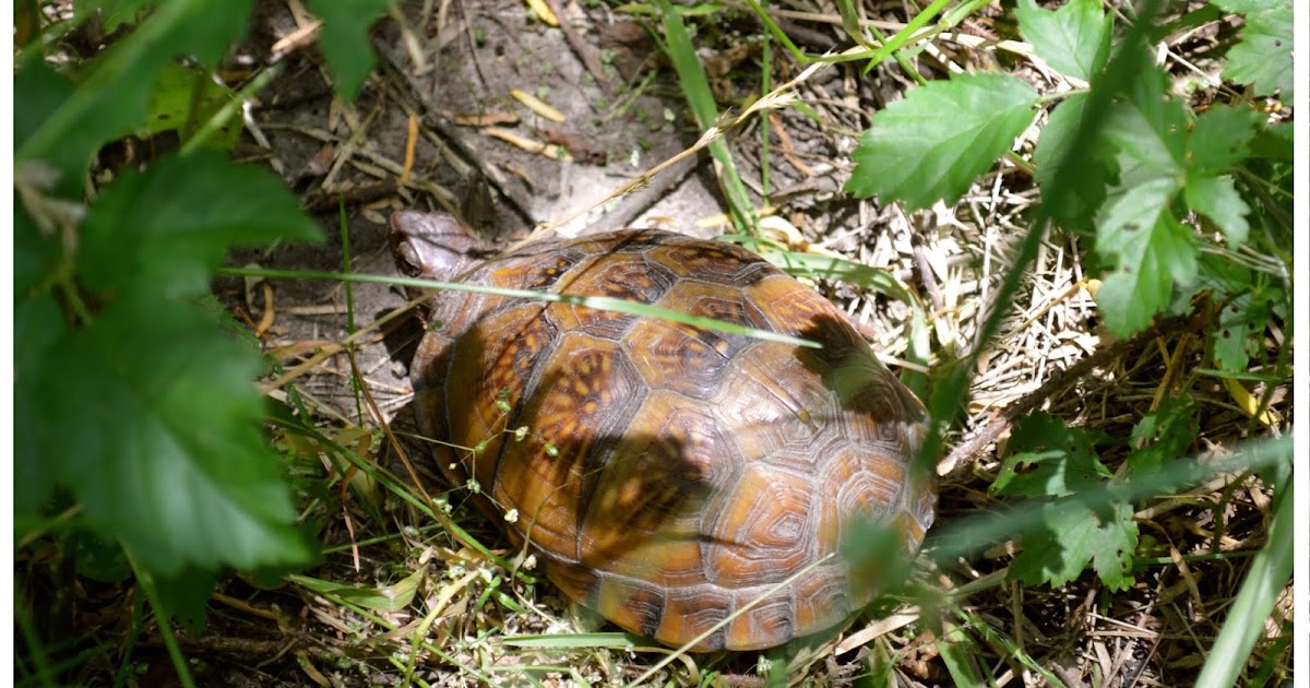 HOw To TEXAS BOX TURTLE