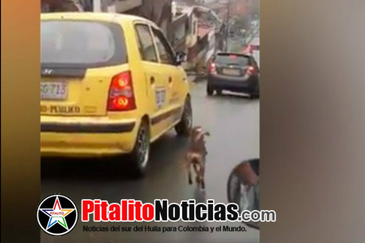 Se negó a ser abandonado: perrito corrió 20 cuadras detrás de taxi del ...