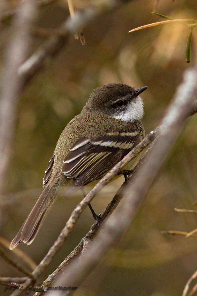 mis fotos de aves: Mecocerculus leucophrys Piojito Gargantilla White ...