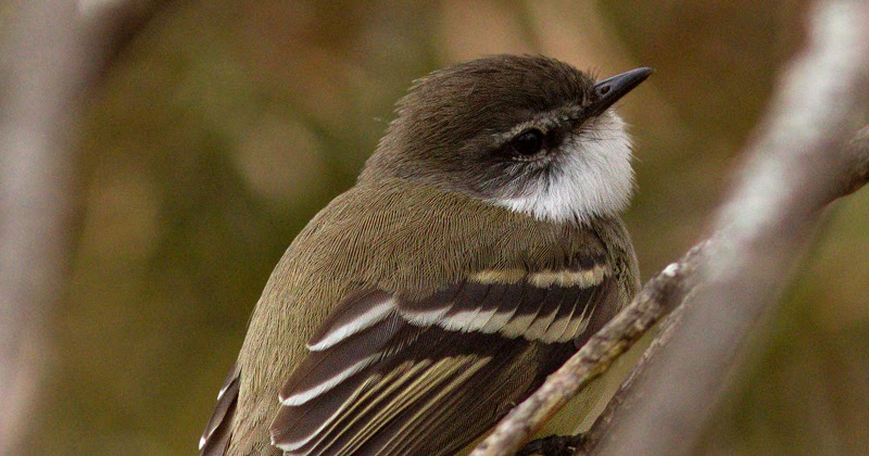 mis fotos de aves: Mecocerculus leucophrys Piojito Gargantilla White ...