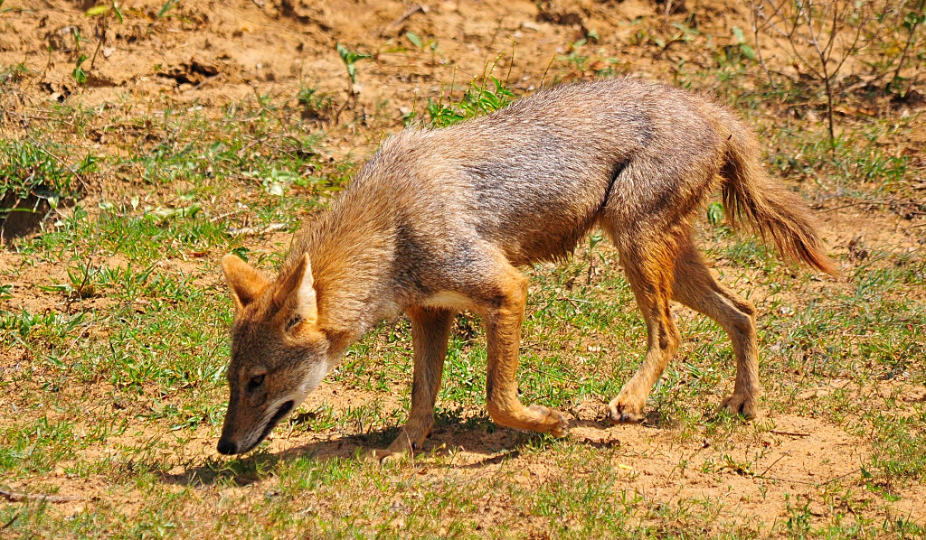 The Life Journey in Photography: Fox at Yala National Park, Sri Lanka