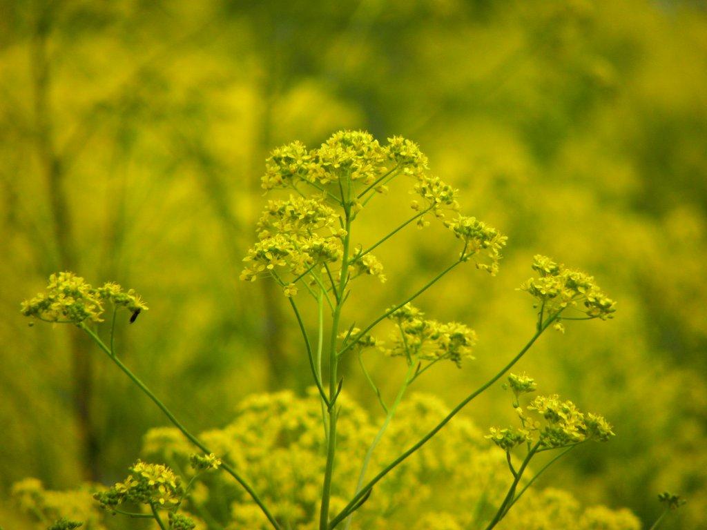 natuurrondleiding door een IVN-Natuurgids: wede