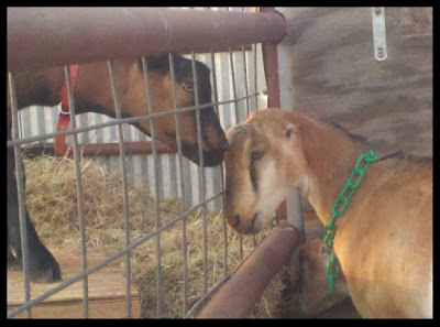 The Adventures of Noodleville: The Newest Earless Wonders of Noodleville