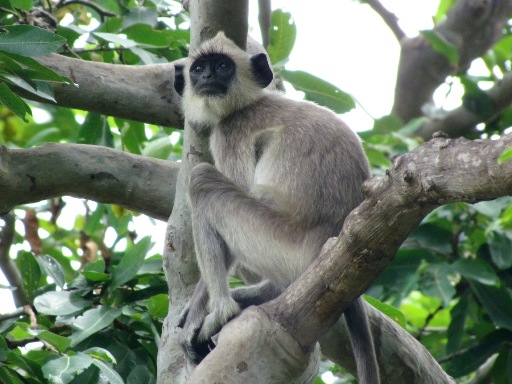 Viajes naturalistas y otras hierbas: Sri Lanka 16 (2012) Fauna ...