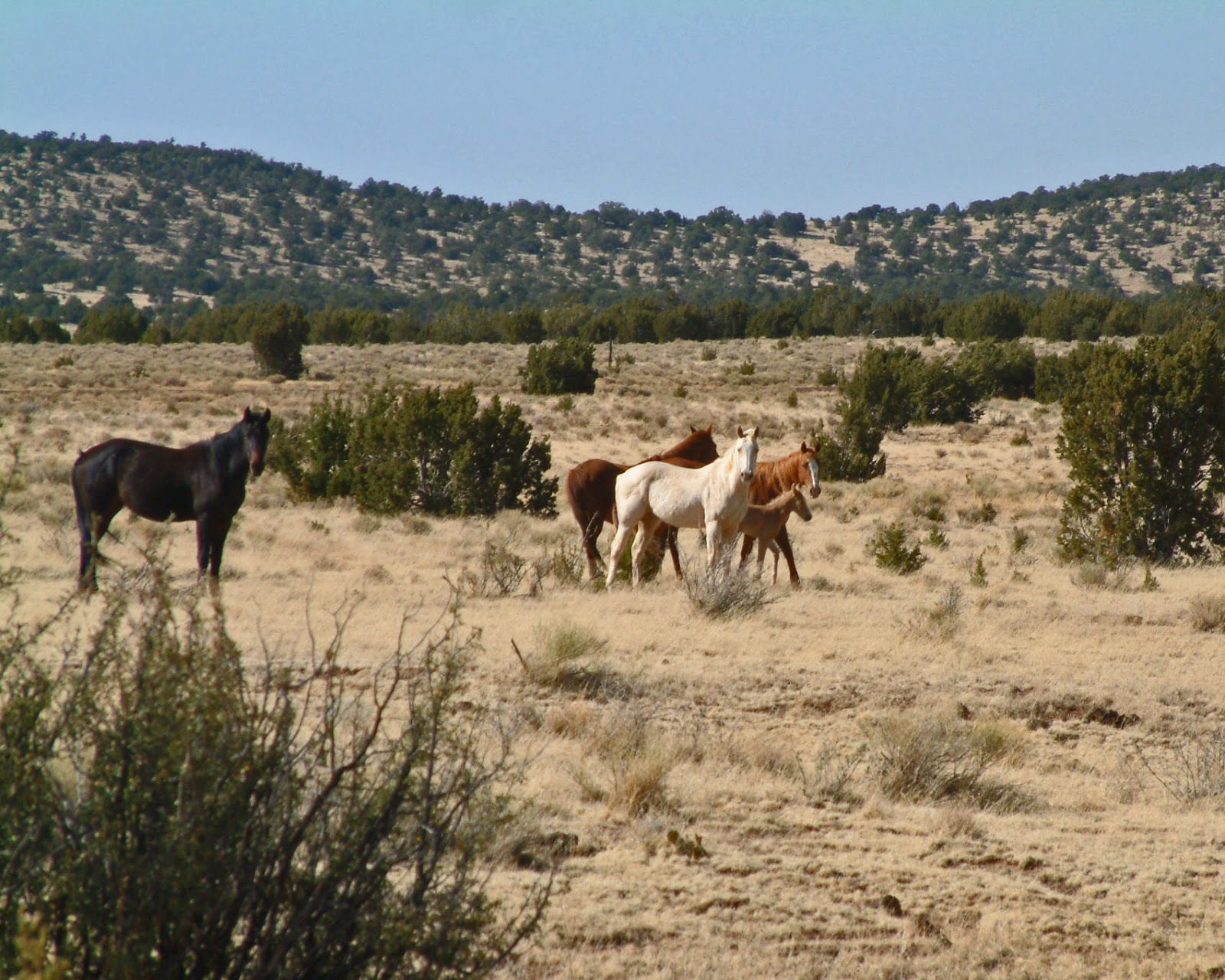 Flagstaff to Grand Canyon Stagecoach Line 100 Mile Ultra and Relay ...